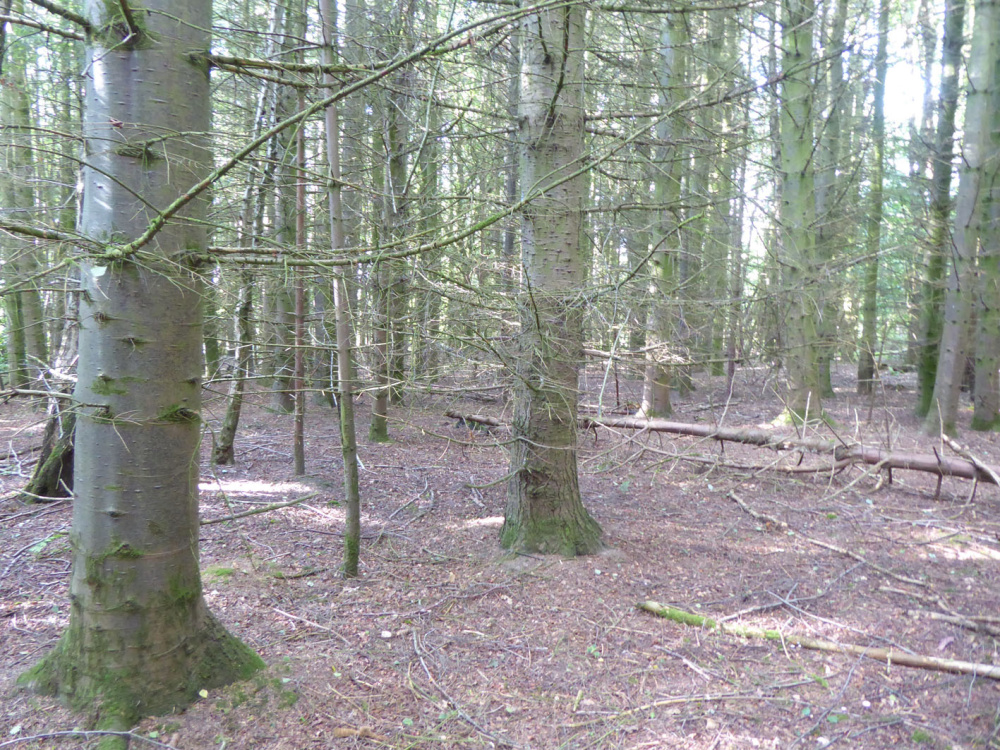 Chieftain Wood, Jedburgh Scottish Borders - Woodland For Sale